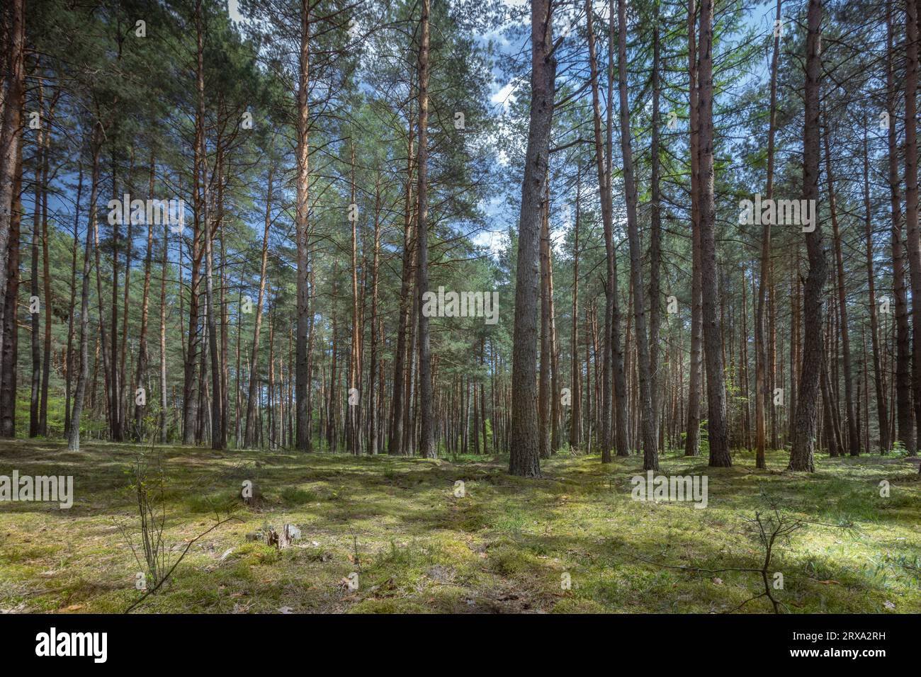 Polish forests, wild nature of Poland, expeditions around Poland ...