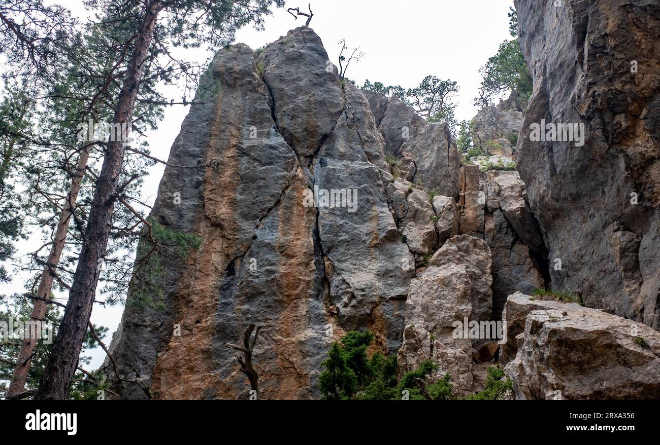 Green trees grow on a steep cliff in the Caucasus mountains Stock Photo ...