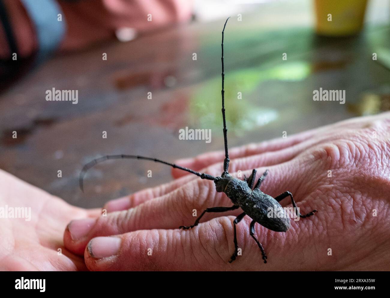 Woodcutter beetle hi-res stock photography and images - Alamy