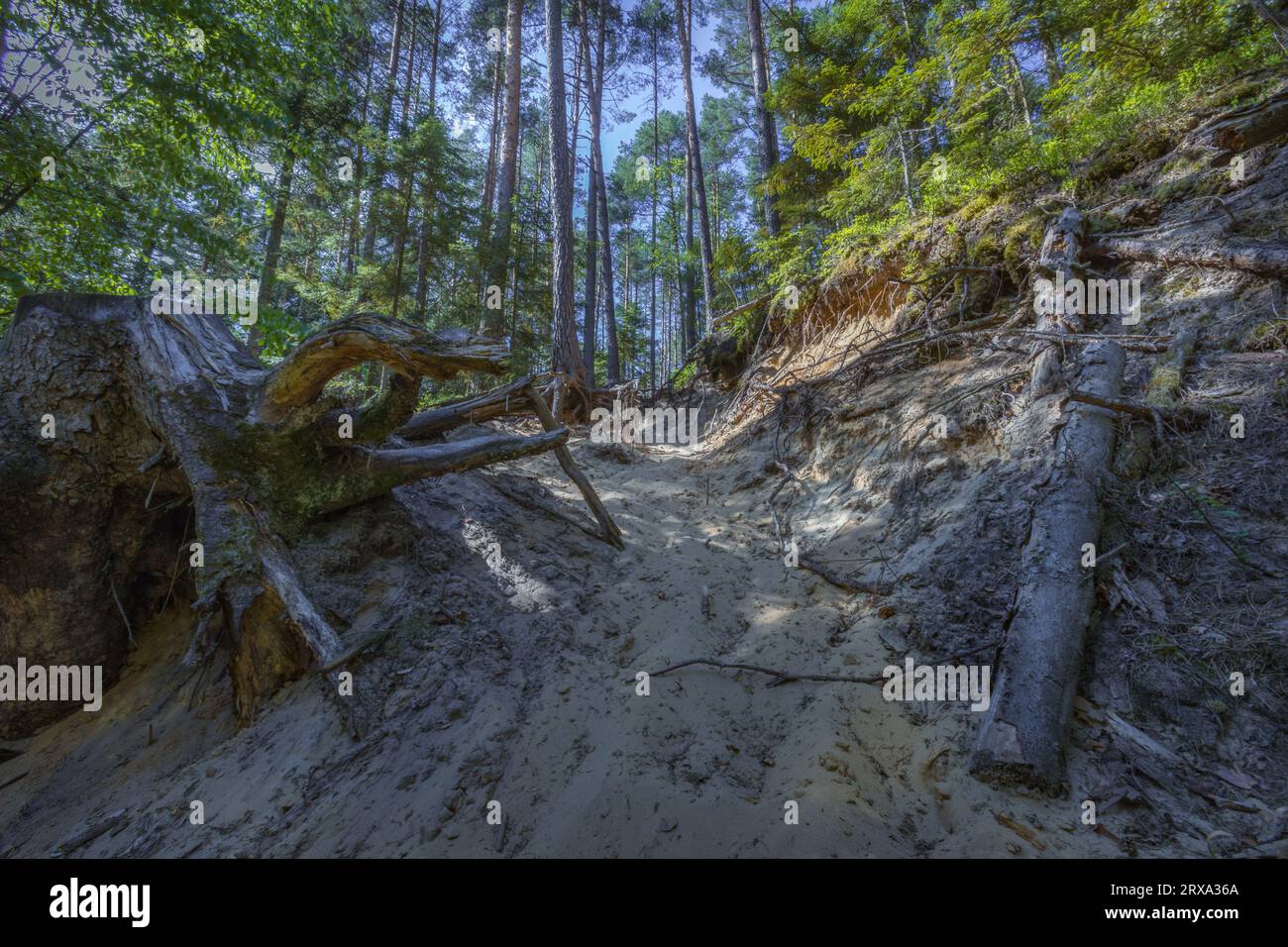 Polish forests, wild nature of Poland, expeditions around Poland ...