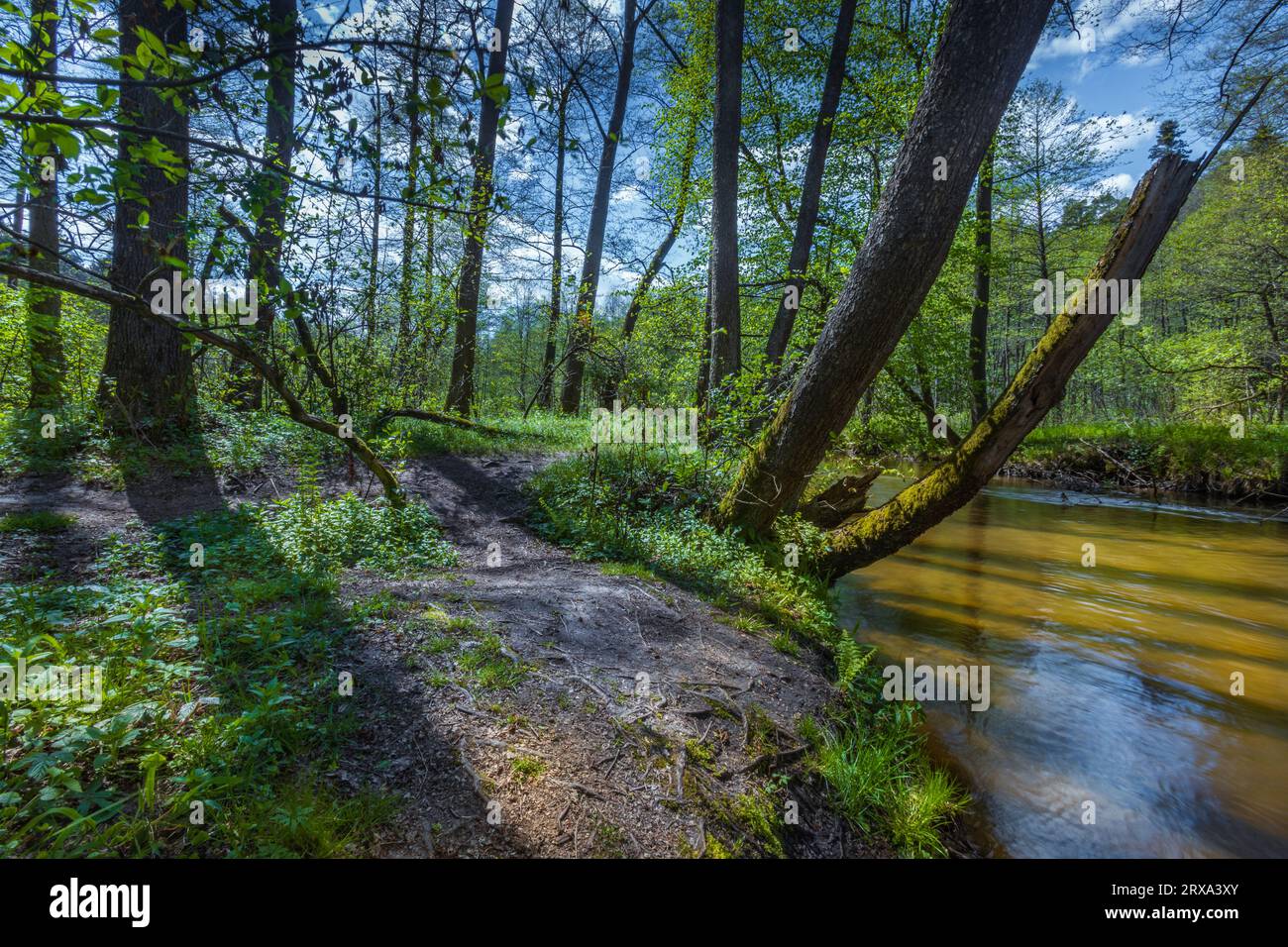 Nad Tanwia Nature Reserve, The gorge of the Tanew River, Sopot River ...