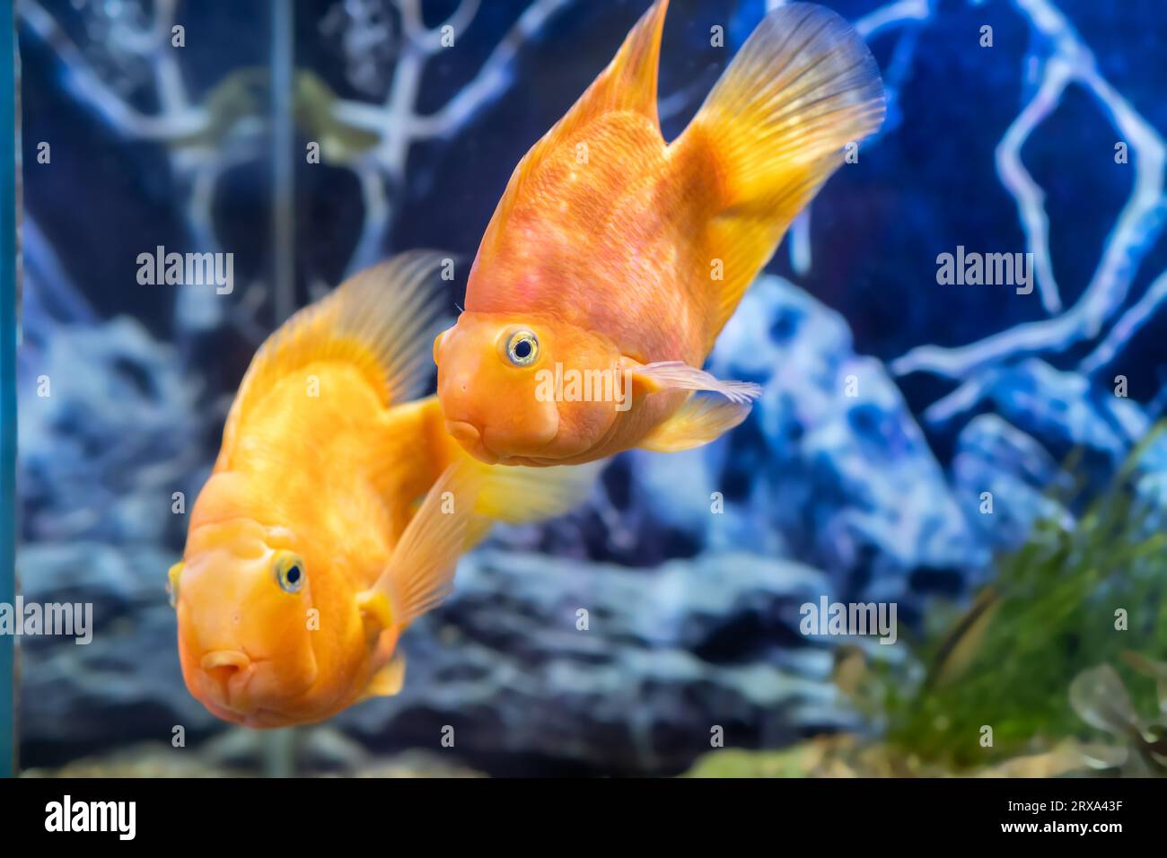 Orange parrot fish in the aquarium. Red Parrot Cichlid. Aquarium fish ...