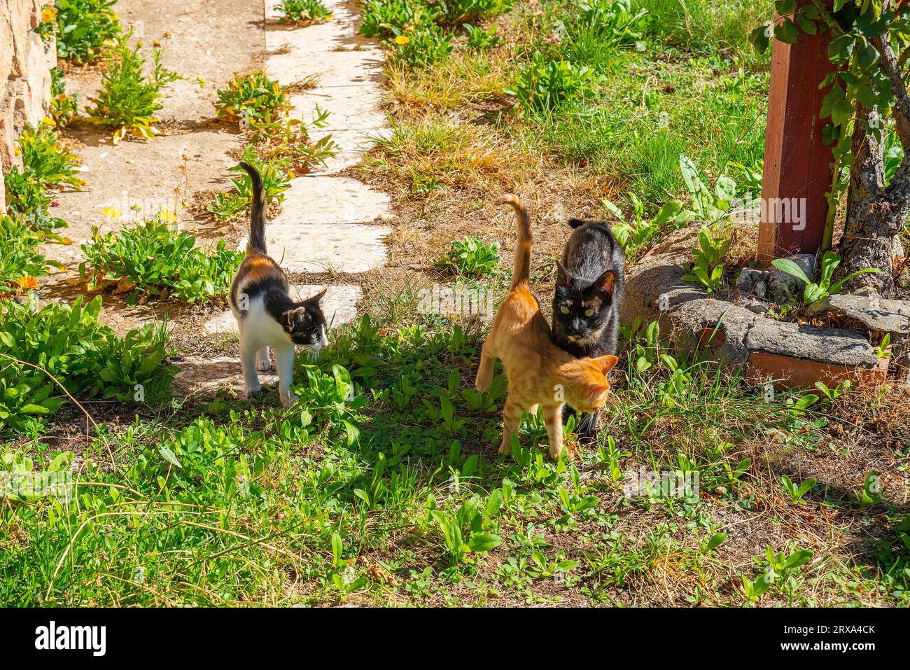 Female cat and her kittens Stock Photo - Alamy