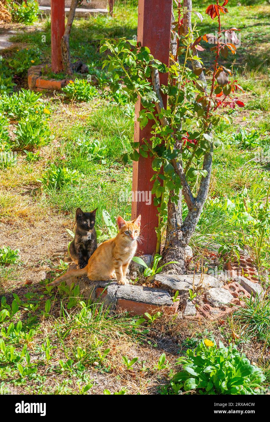 Gato animales felino mascota hi-res stock photography and images - Alamy