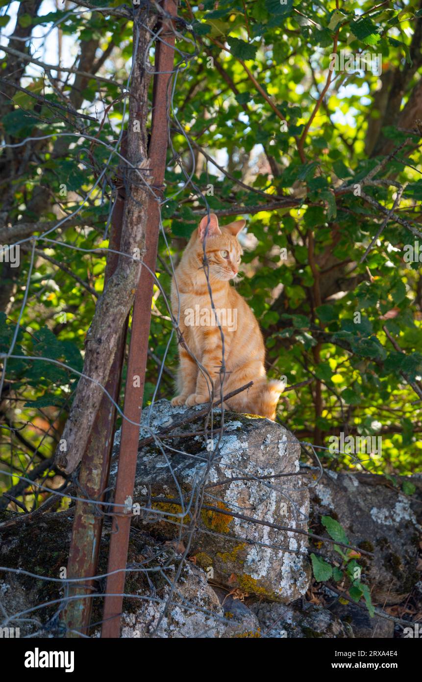 Orange tabby cat in the countryside Stock Photo - Alamy