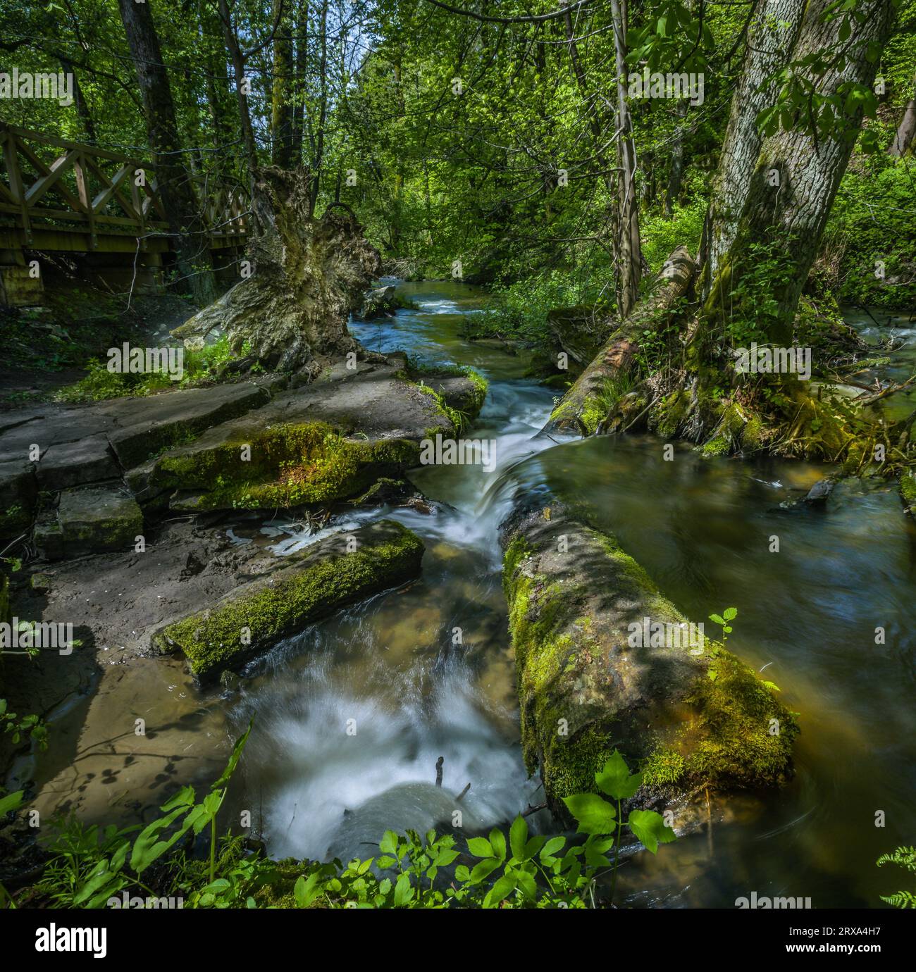 Czartowe Pole Nature Reserve, The gorge of the Devil's Field ...