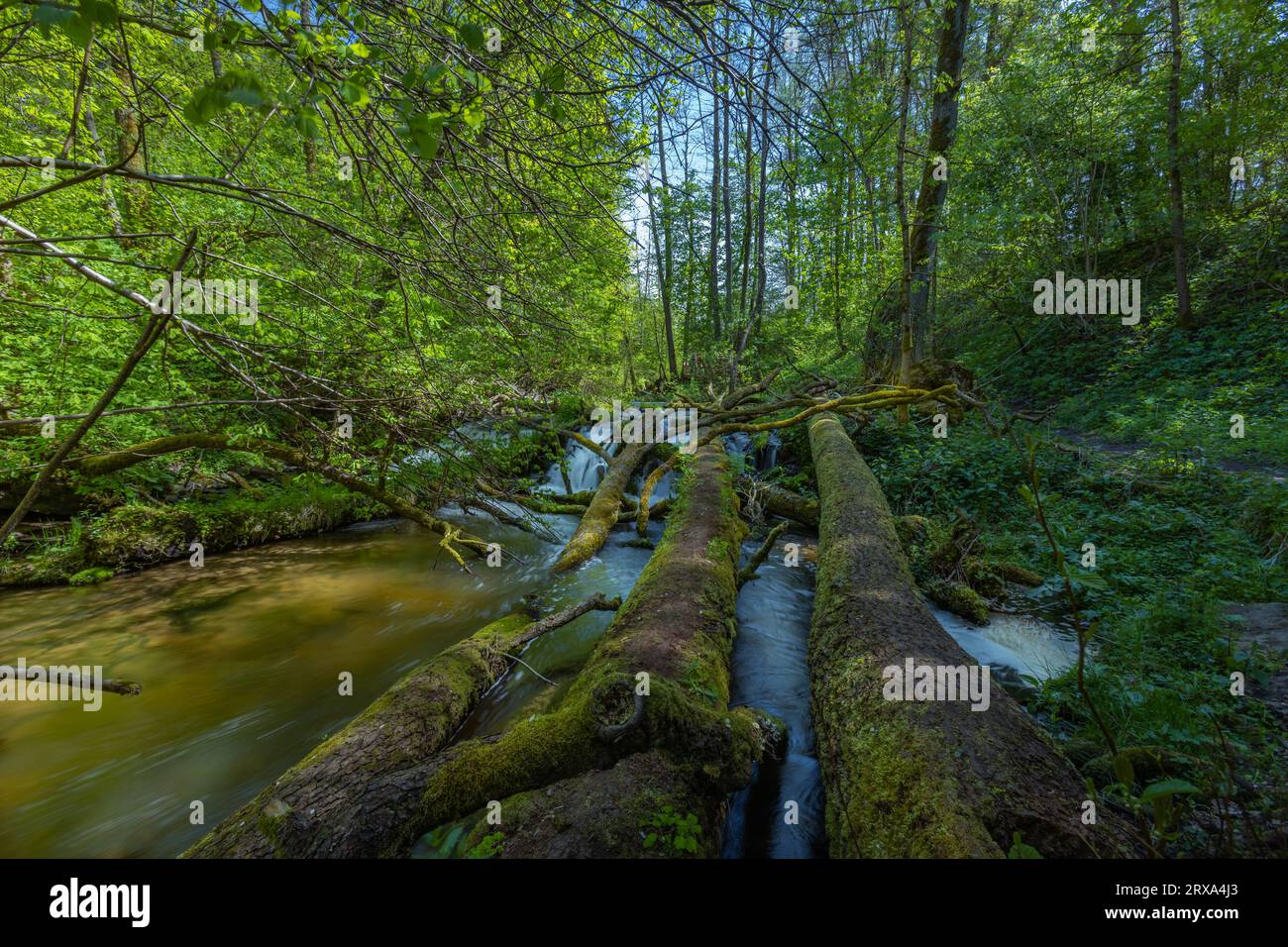 Czartowe Pole Nature Reserve, The gorge of the Devil's Field ...