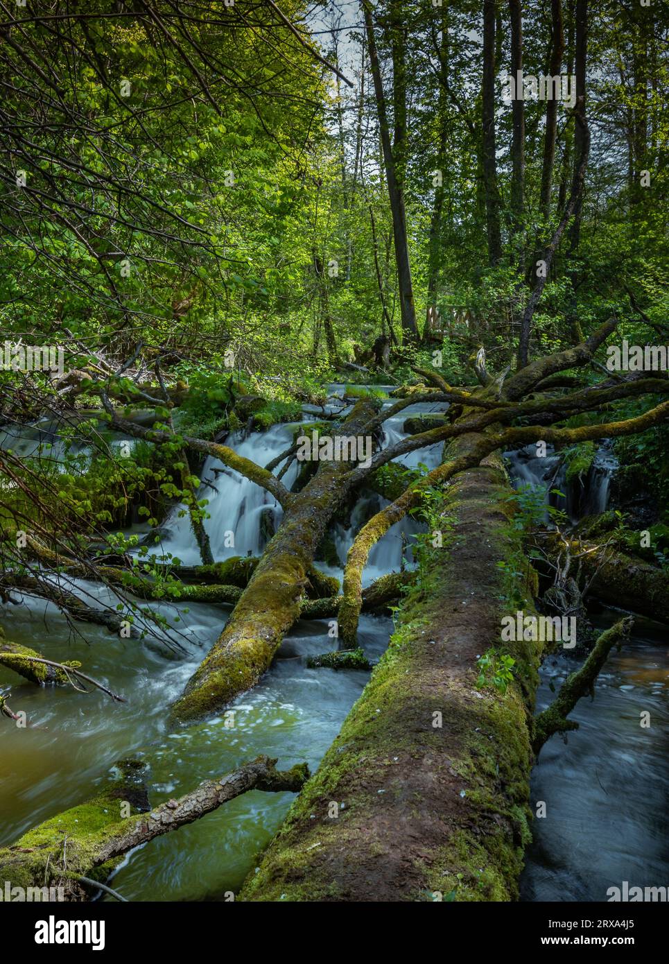 Czartowe Pole Nature Reserve, The gorge of the Devil's Field ...