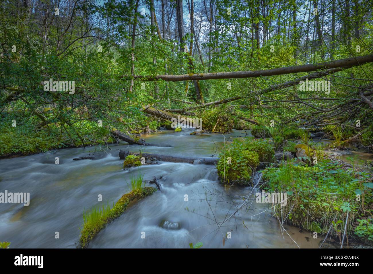Czartowe Pole Nature Reserve, The gorge of the Devil's Field ...