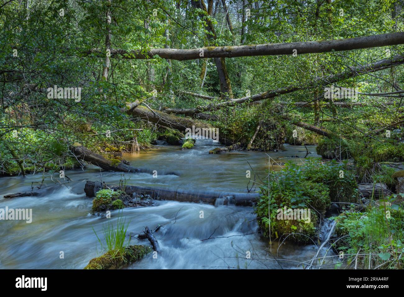 Czartowe Pole Nature Reserve, The gorge of the Devil's Field ...