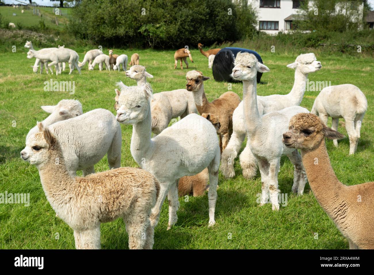 Llamas relaxing in a field hi-res stock photography and images - Alamy