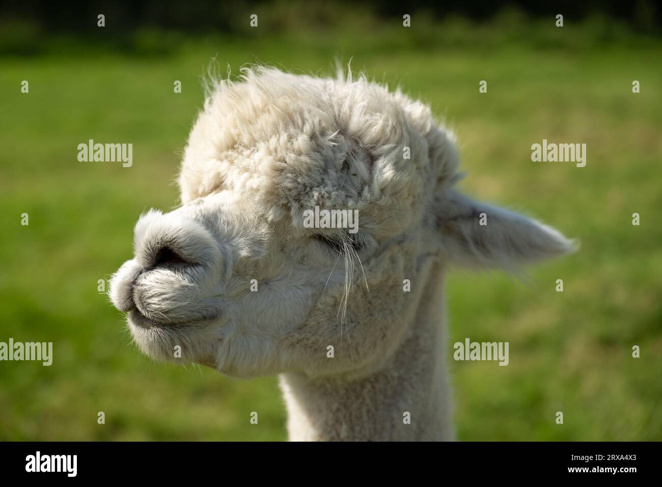 Llamas relaxing in a field hi-res stock photography and images - Alamy