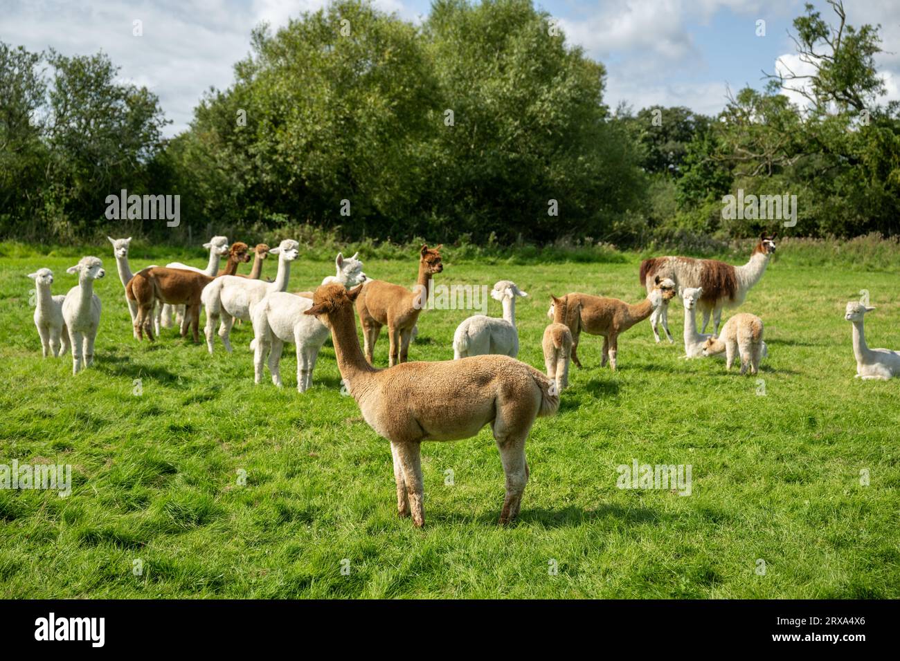 Llamas relaxing in a farmers field Stock Photo - Alamy