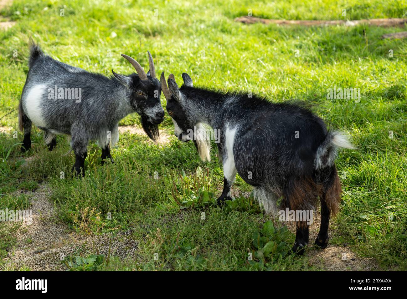 Two goats fighting hi-res stock photography and images - Alamy