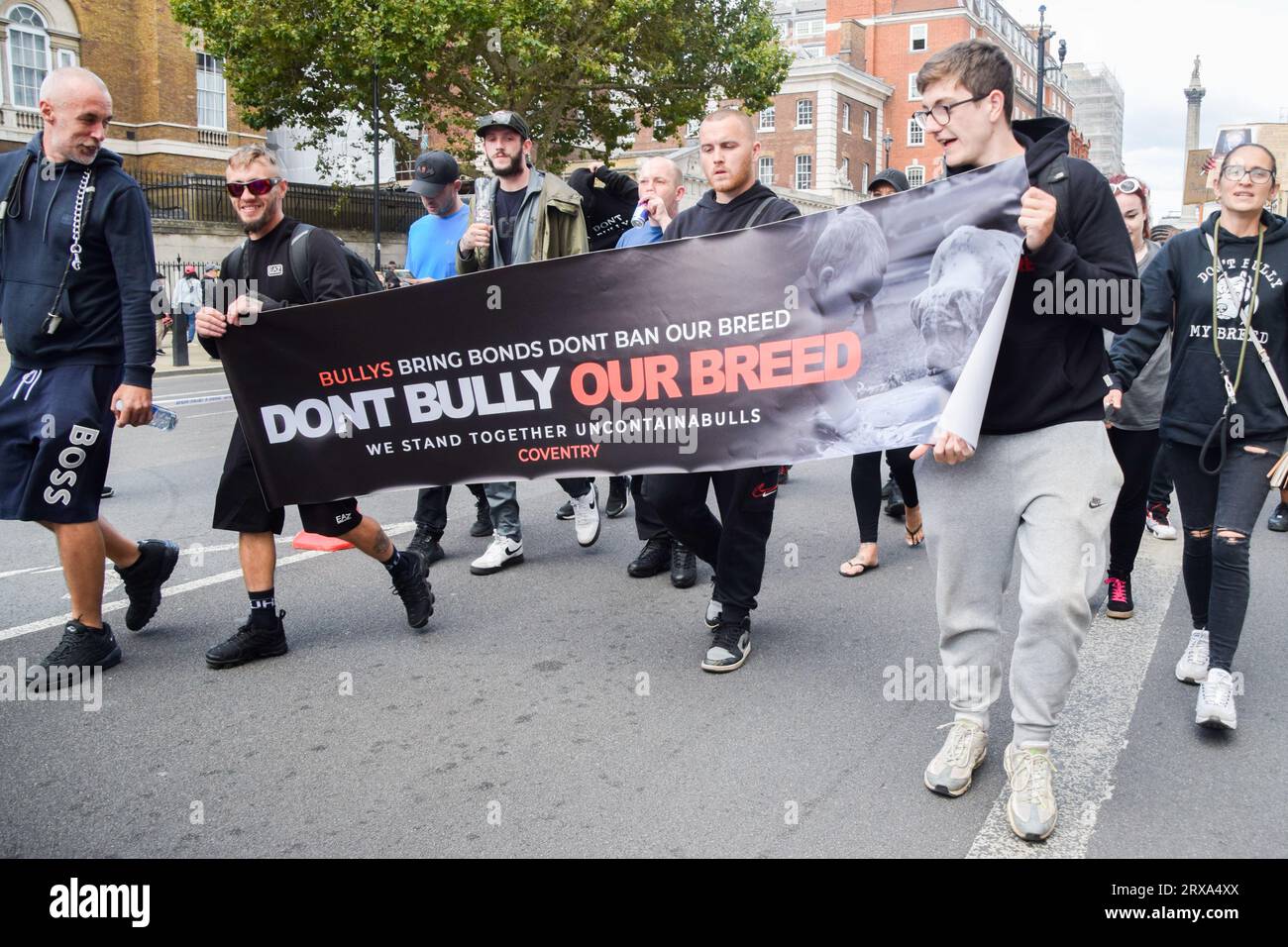 American bully xl hi-res stock photography and images - Alamy