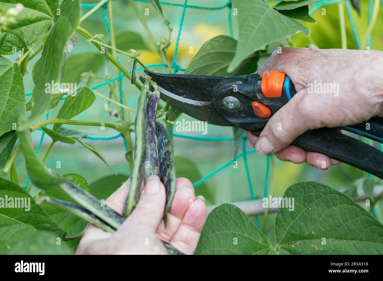 Gardener harvesting heirloom runner bean variety from Croatia known as ...