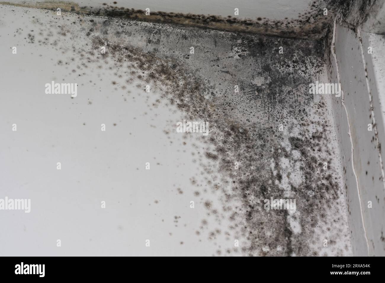 Mold in the corner of the window. Due to high humidity Stock Photo - Alamy