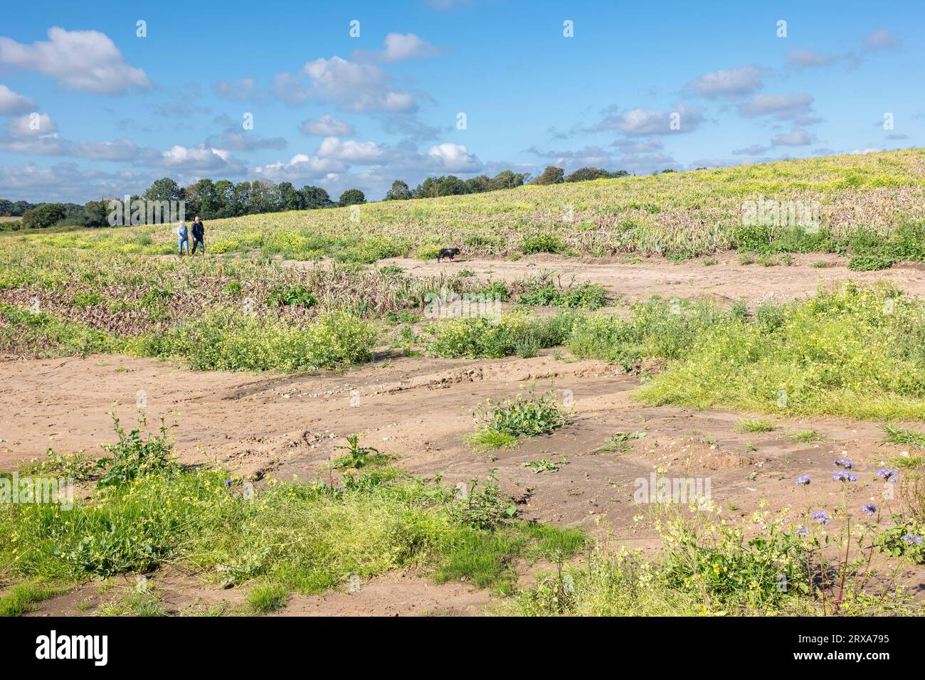 Lionlink hi-res stock photography and images - Alamy