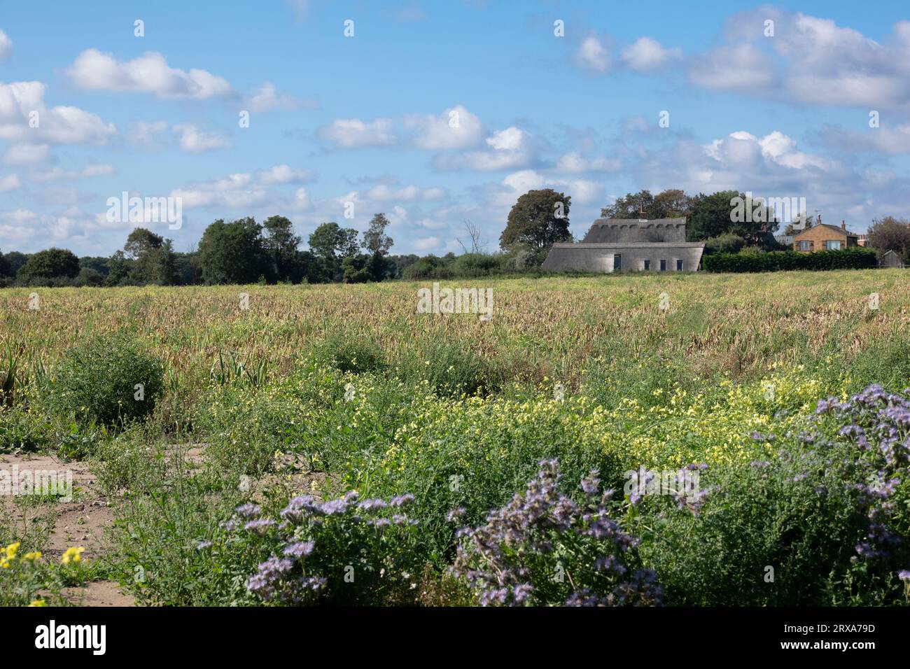 Lionlink hi-res stock photography and images - Alamy