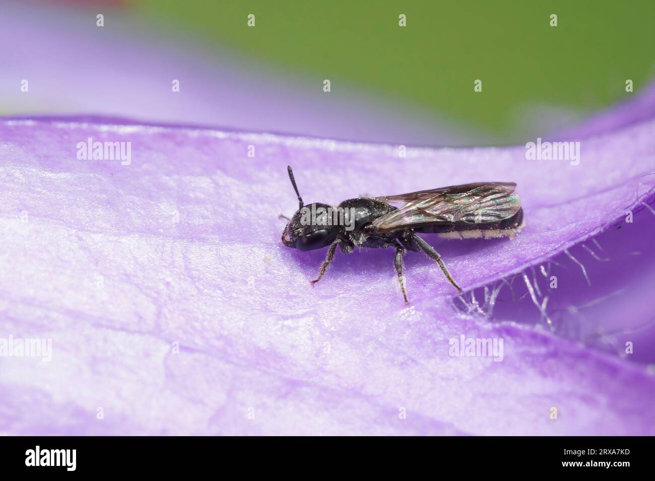 Natural closeup on a small dark, harebell carpenter-bee Chelostoma ...