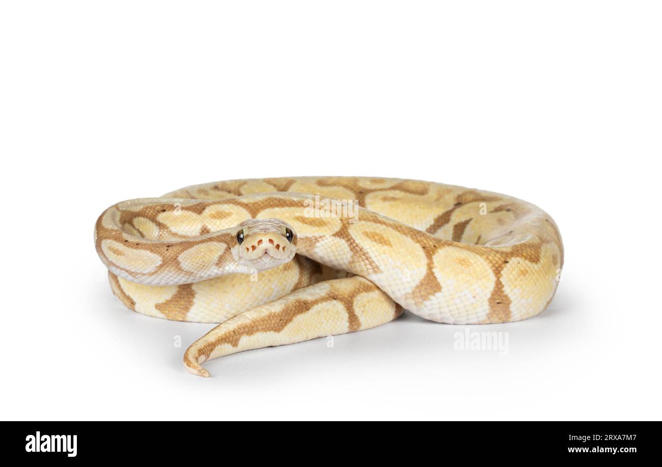 Cute yellowish ball python, curled up. Head on body, looking straight ...