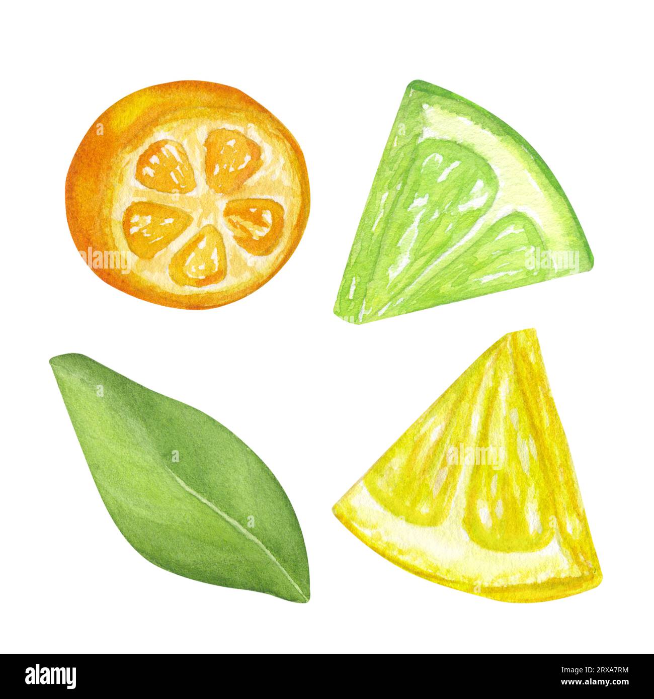 Pieces of citrus fruits lemon, kumquat, lime and green leaf. Hand draw ...