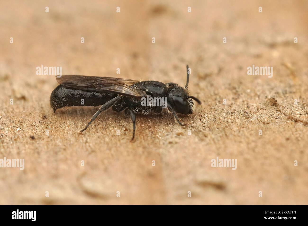 Natural detailed closeup on a small dark, harebell carpenter-bee ...