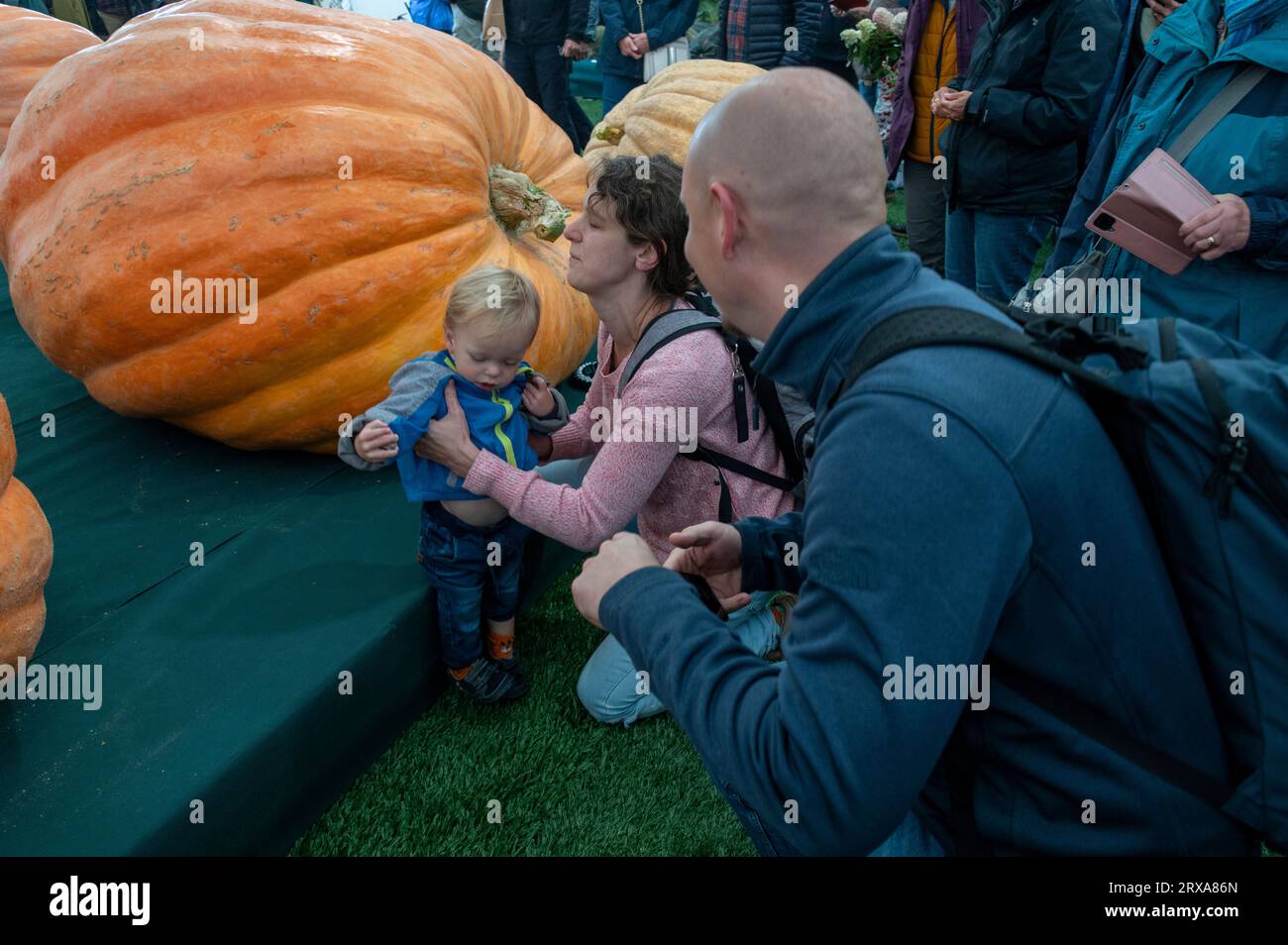 Mum and Dad put their child next to the biggest pumpkin at the Malvern ...