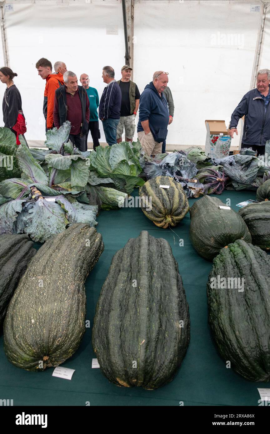 A giant marrow display at the Malvern Autumn show held at the Three ...