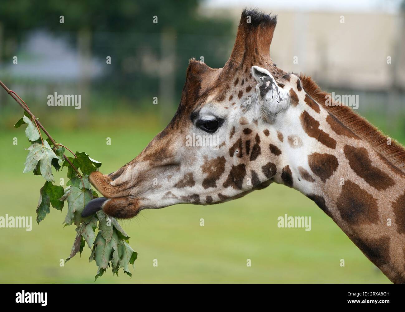Sifa giraffe hi-res stock photography and images - Alamy