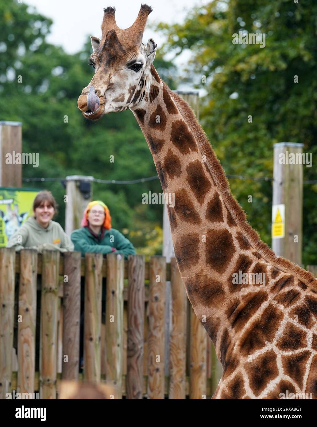 Sifa giraffe hi-res stock photography and images - Alamy
