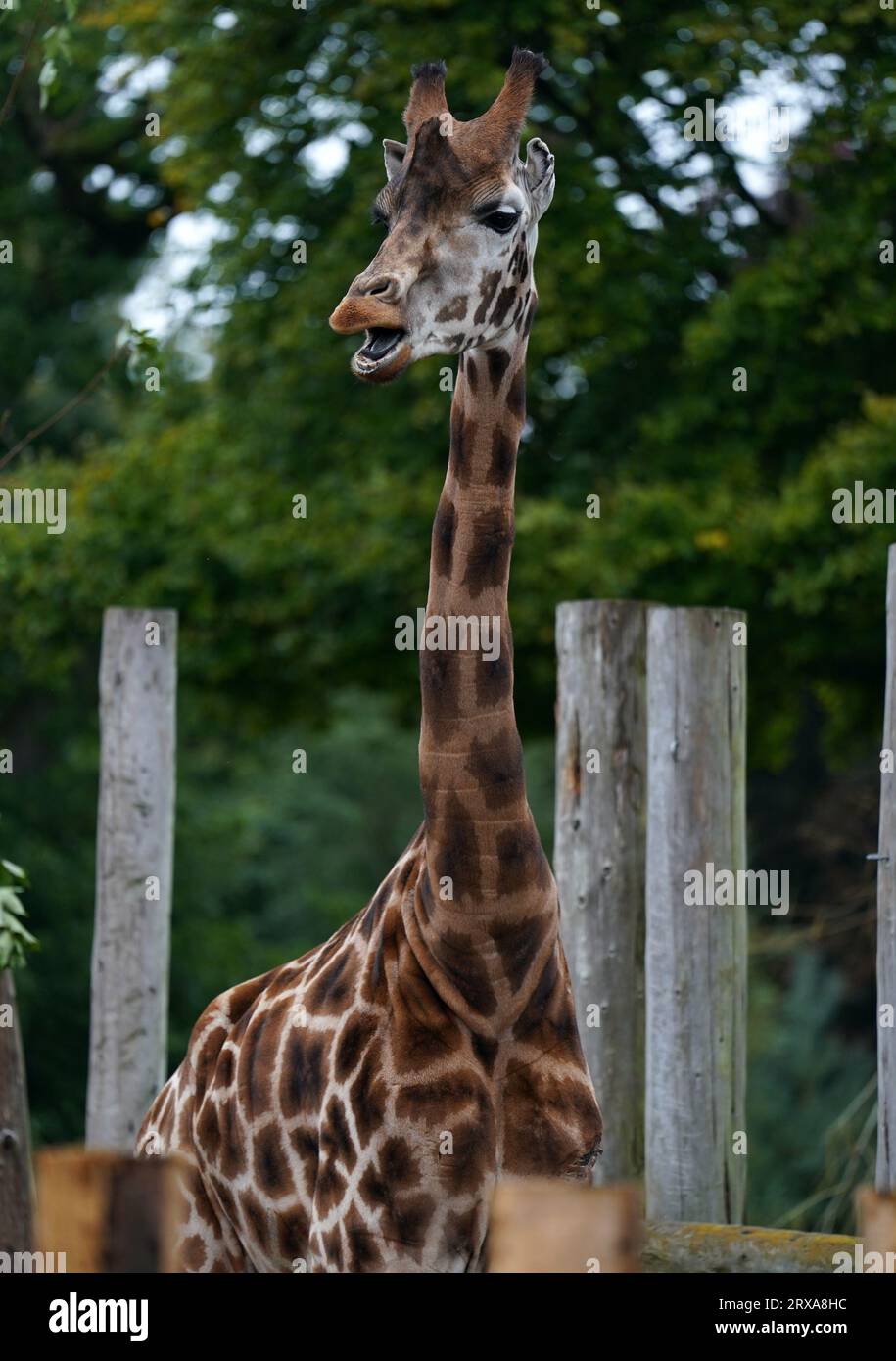 Endangered Rothchild's giraffe Sifa settles into his new home in Blair ...