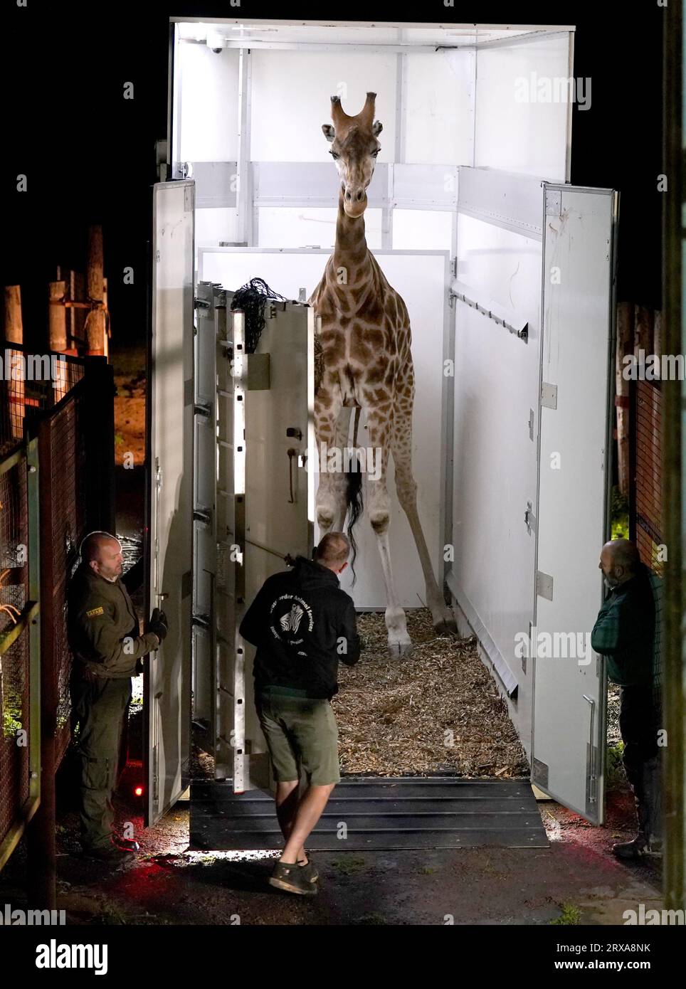 Endangered Rothchild's giraffe Sifa arrives at his new home in Blair ...
