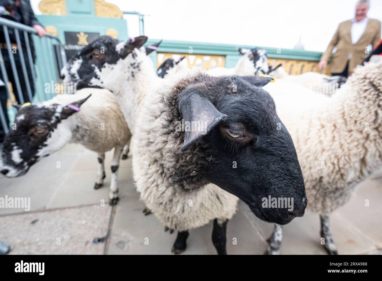 Richard corrigan hi-res stock photography and images - Alamy