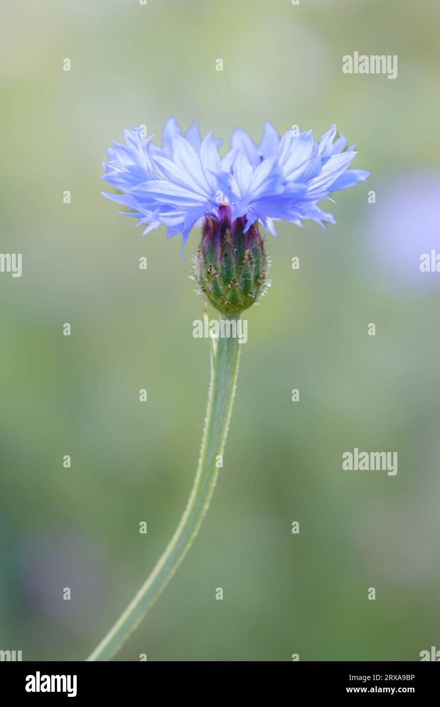 Centaurus cyanus hi-res stock photography and images - Alamy