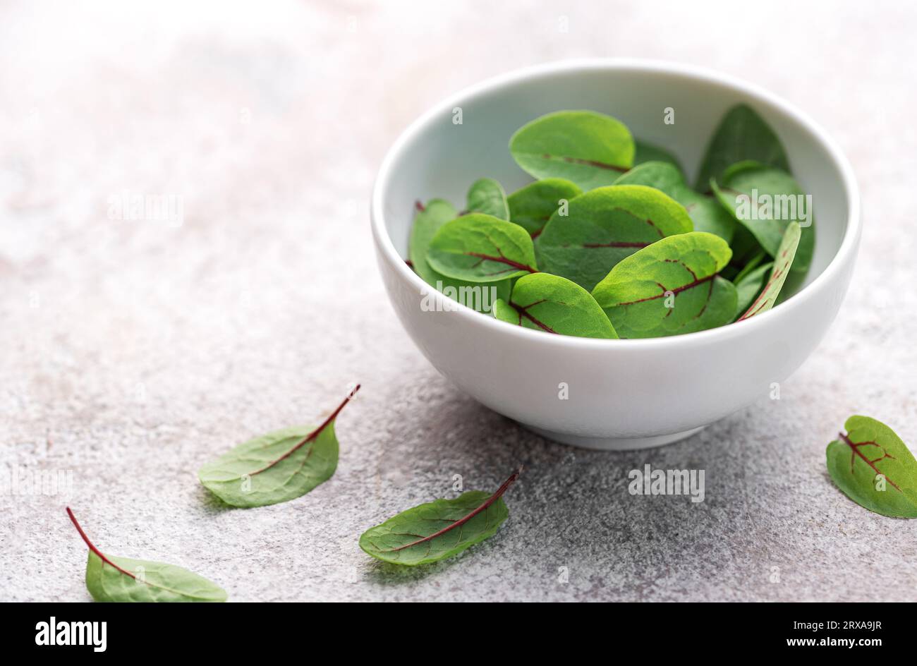 Fresh sorrel microgreens on a gray concrete background. Healthy Eating ...