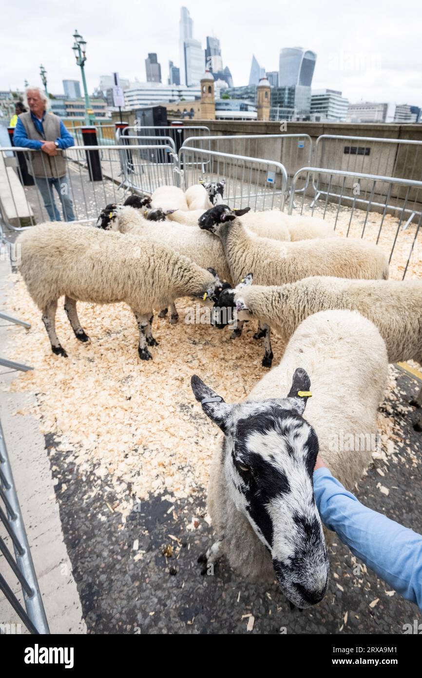 London, UK. 24 September 2023. Sheep in a pen ahead of the annual sheep ...