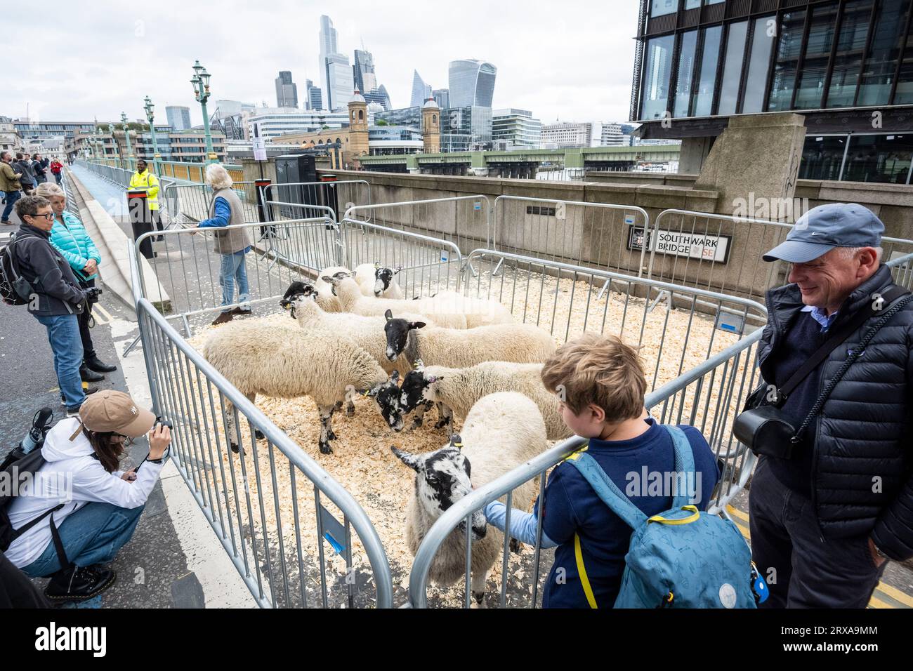 Southwark bridge sheep hi-res stock photography and images - Alamy