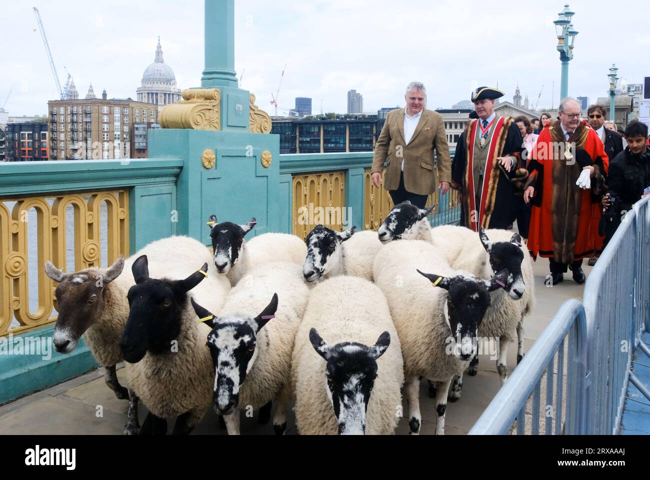 Southwark Bridge, London, UK. 24th Sept 2023. The London Sheep Drive ...