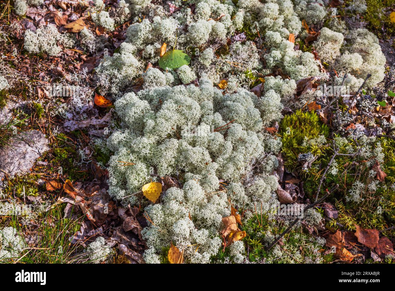 View of colorful forest ground covered with moss. Sweden Stock Photo ...