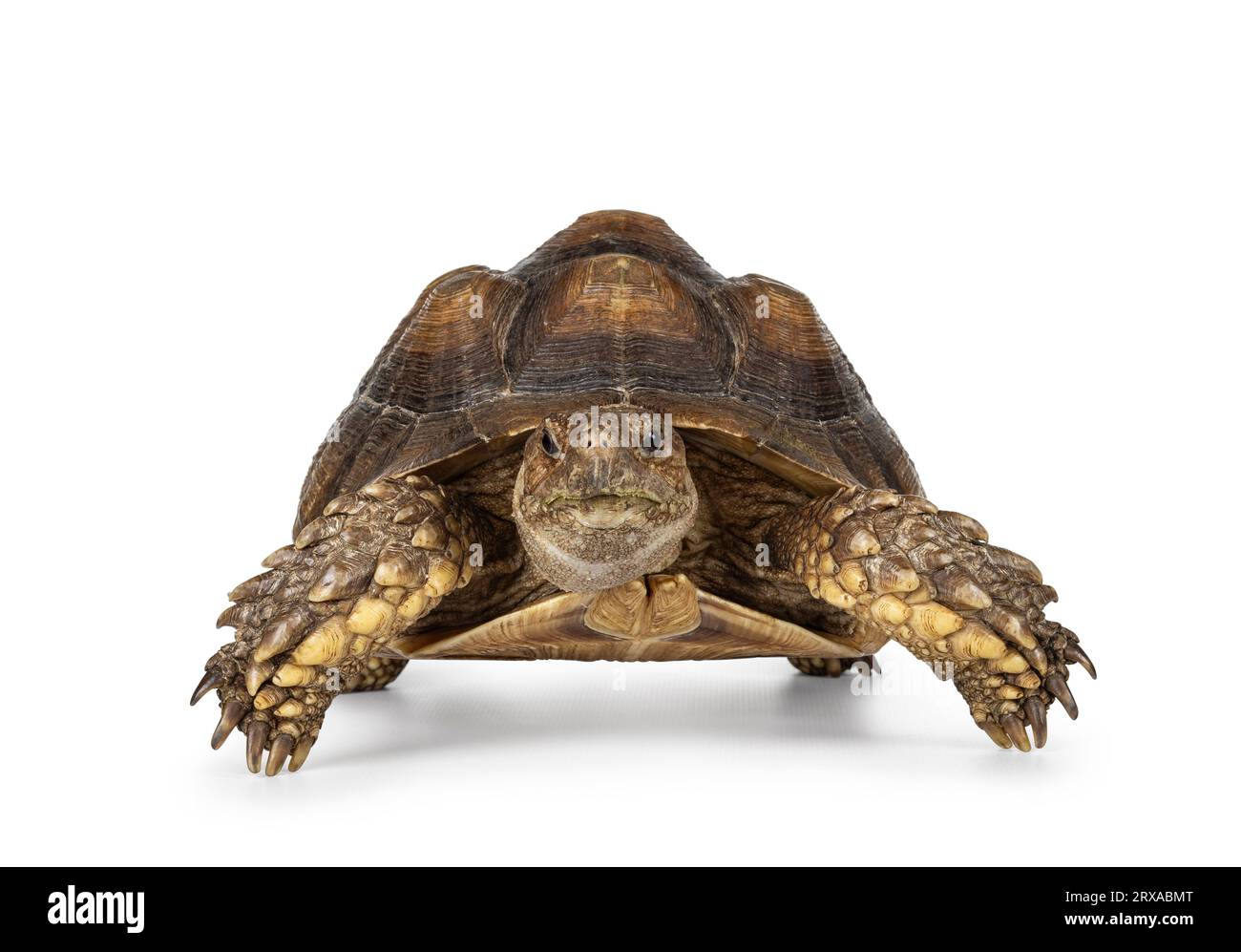 Female Sulcata Tortoise aka Centrochelys sulcata, standing facing front ...
