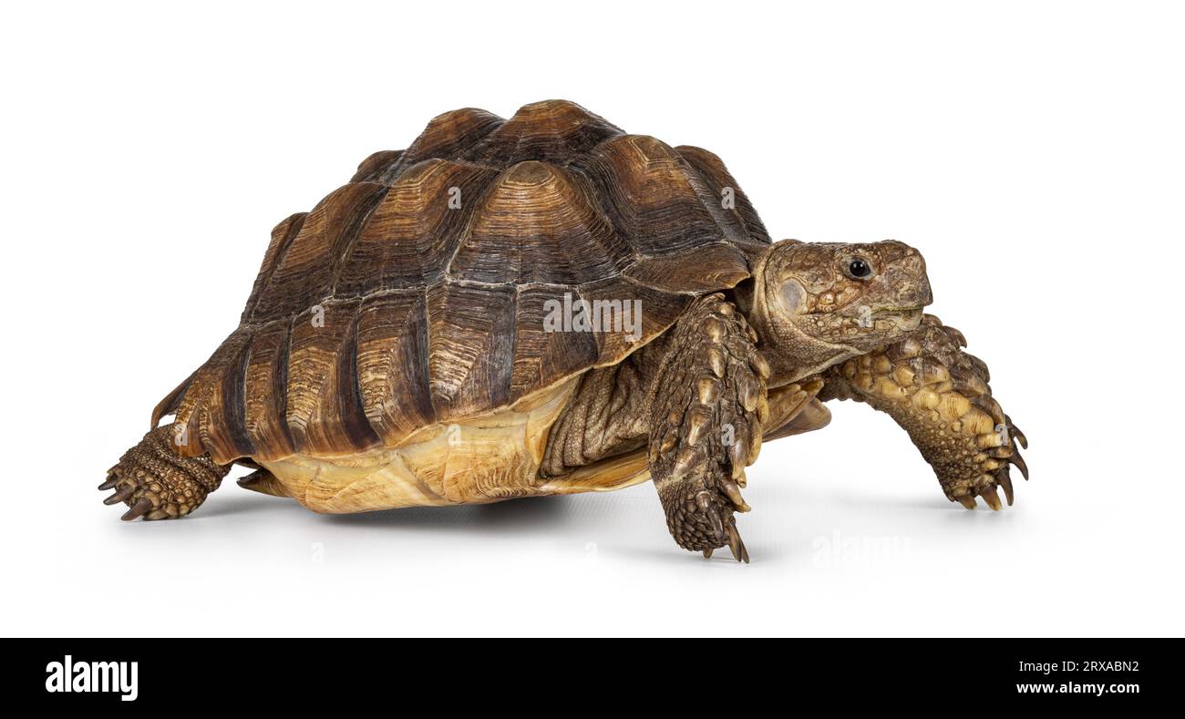 Female Sulcata Tortoise aka Centrochelys sulcata, walking side ways ...