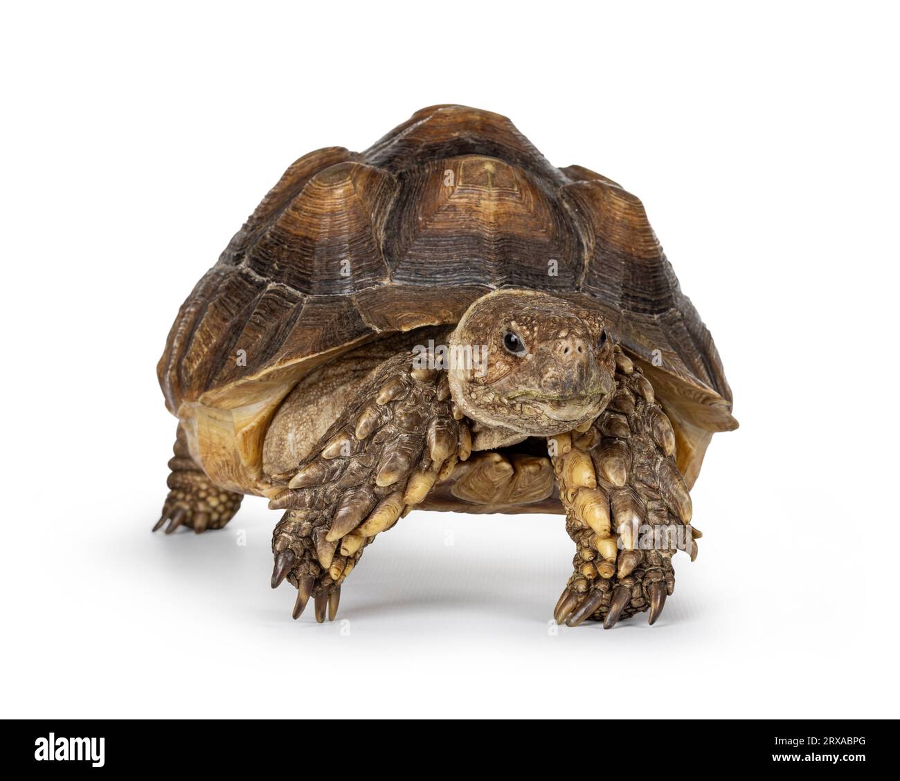 Female Sulcata Tortoise aka Centrochelys sulcata, walking towards ...