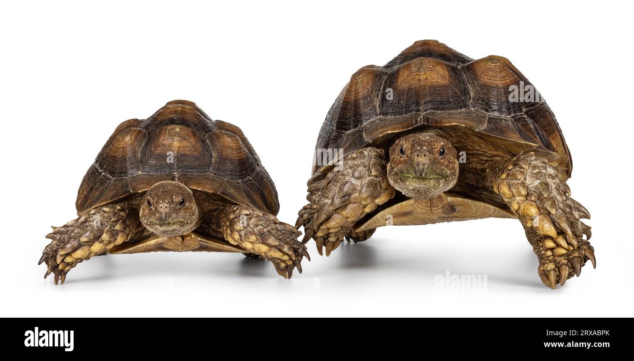 Male and female couple of Sulcata Tortoise aka Centrochelys sulcata ...