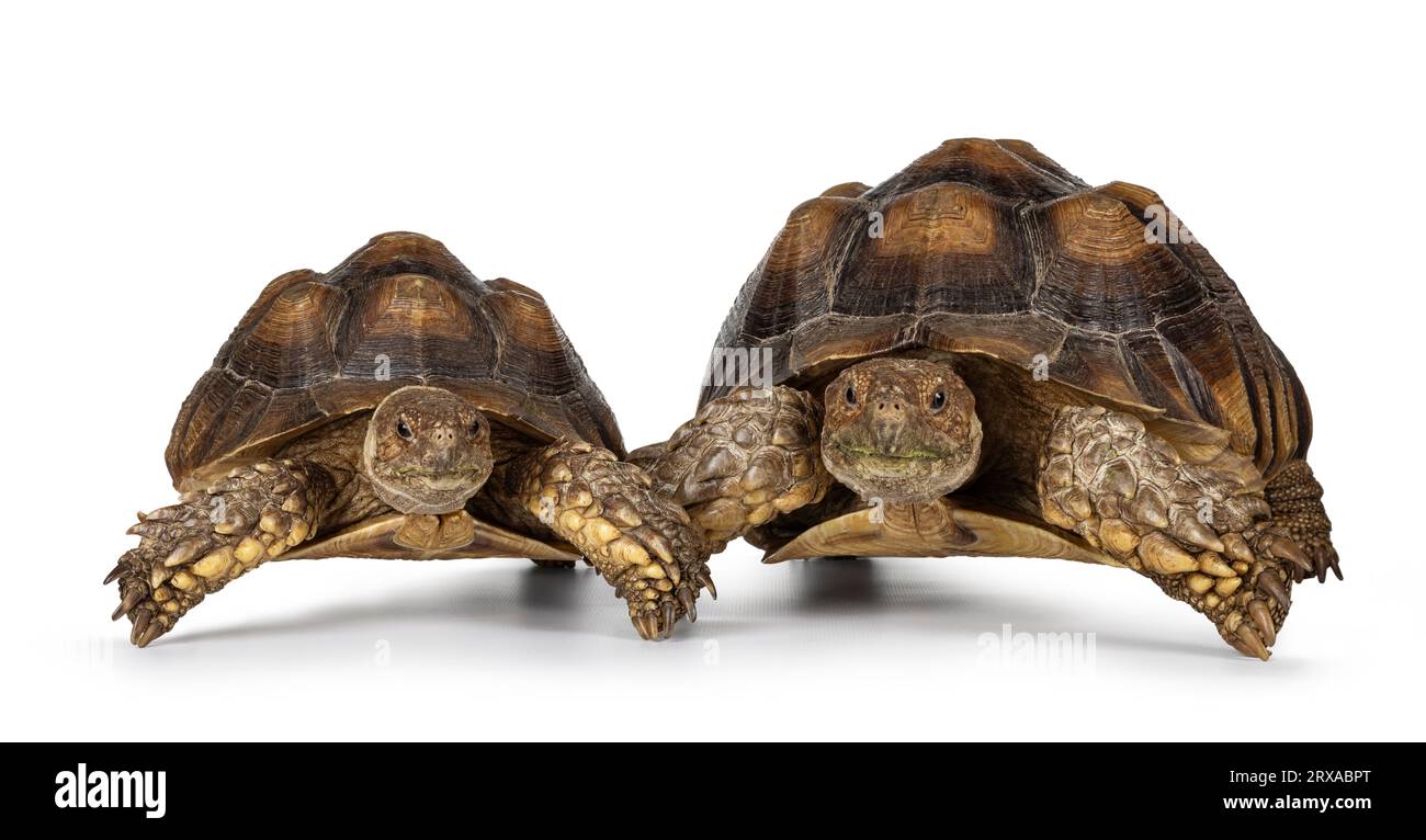 Male and female couple of Sulcata Tortoise aka Centrochelys sulcata ...