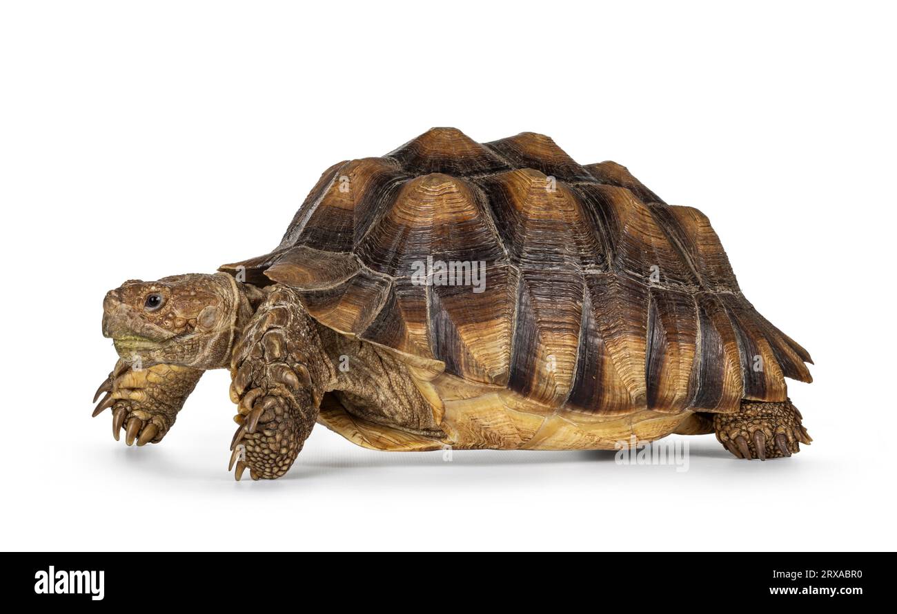 Male Sulcata Tortoise aka Centrochelys sulcata, standing side ways ...