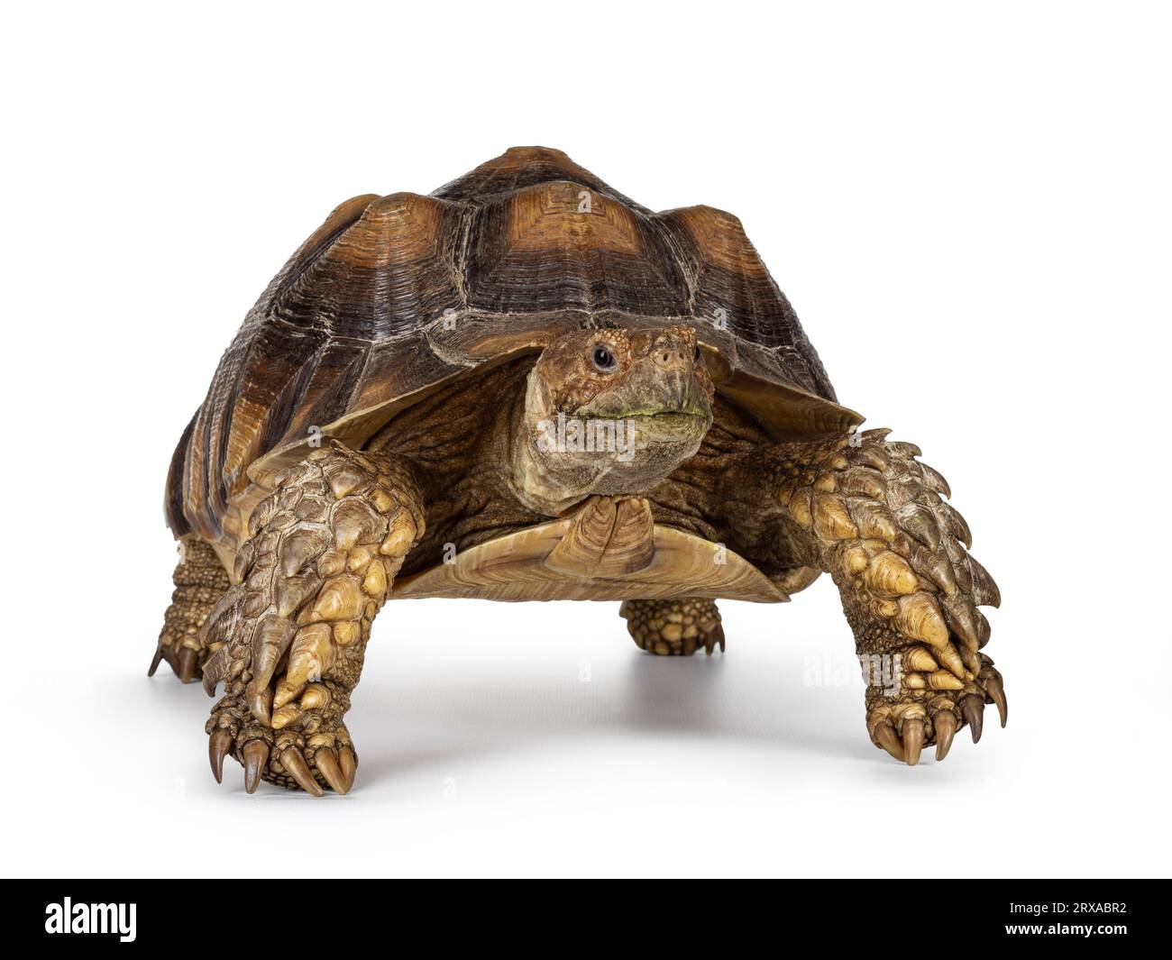 Male Sulcata Tortoise aka Centrochelys sulcata, standing facing front ...