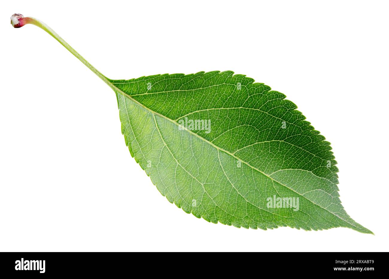 Green apple leaf isolated on white background Stock Photo - Alamy