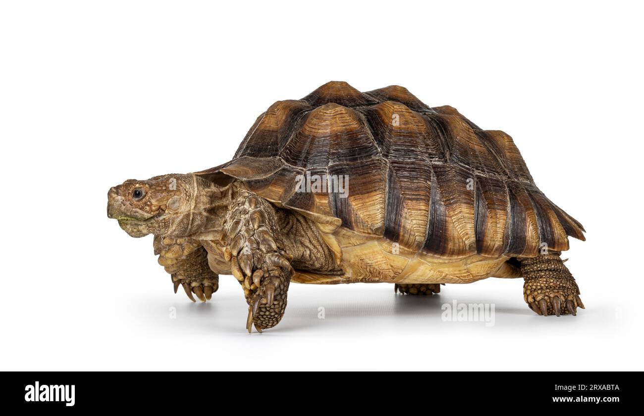Male Sulcata Tortoise aka Centrochelys sulcata, standing side ways high ...