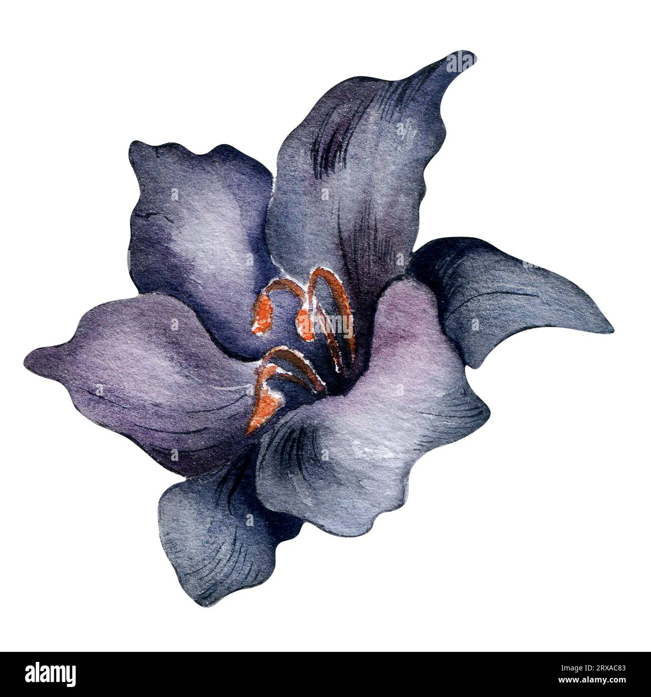 Watercolor dark purple lily flower isolated on white background. Gothic ...